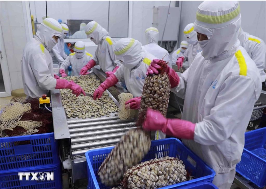 Vietnam’ s mollusk shell exports are expected to continue to increase ...