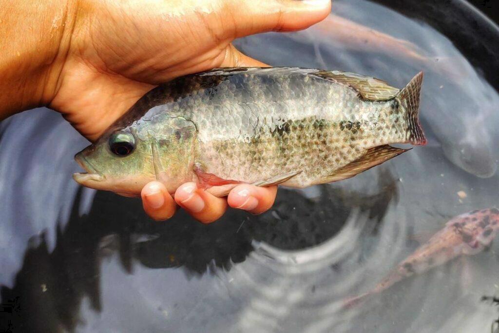 Cửa nào cho Việt Nam ‘chen chân’ vào ngành chục tỉ đô cá rô phi?