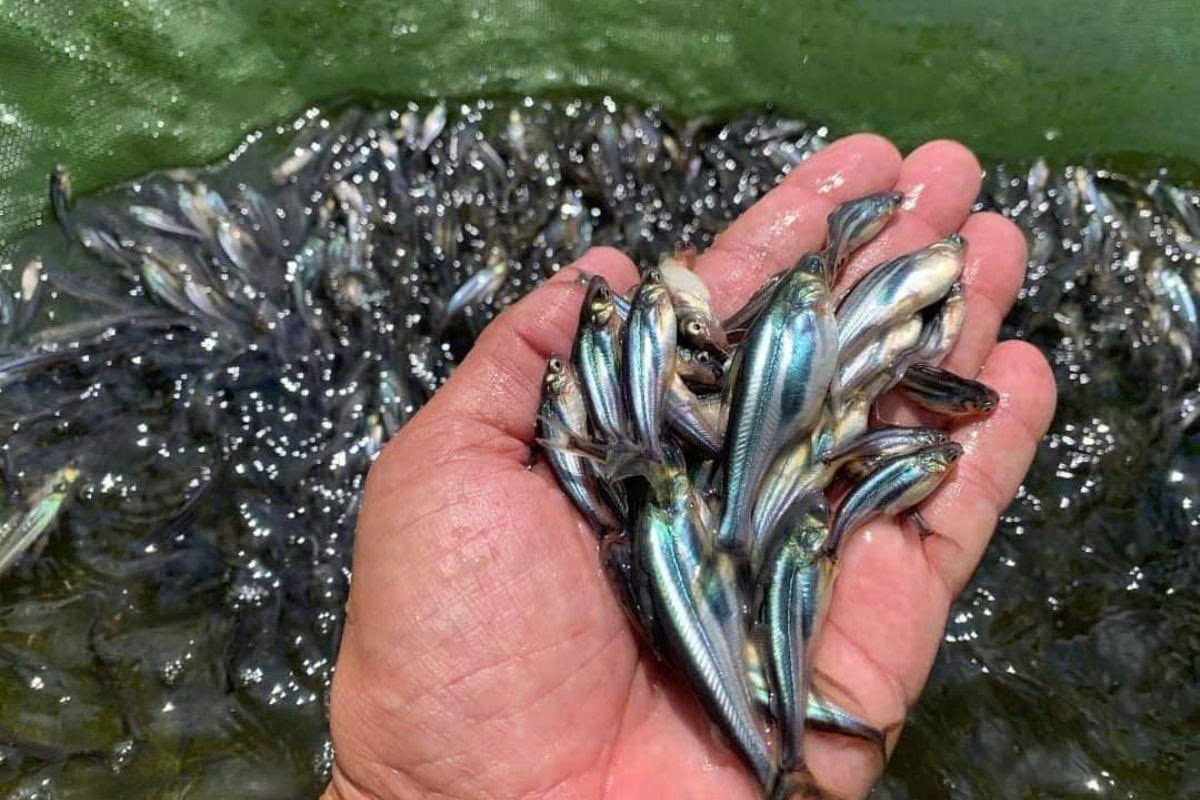 Chọn cá tra giống – nền tảng quyết định thành bại của cả vụ nuôi