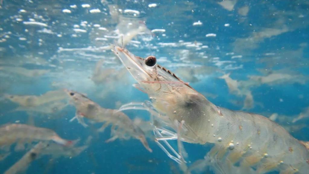 Vietnam’s shrimp exports to the EU face new animal welfare requirements